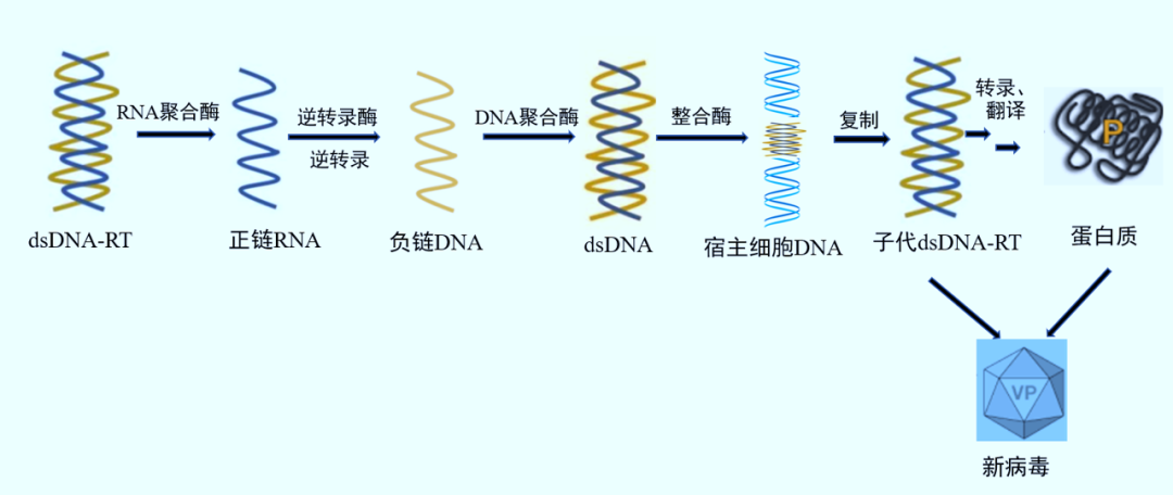 病毒的分类及结构特点 - 知乎