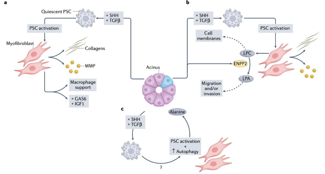 Nat Rev ｜ 胰腺癌中上皮和基质细胞的共同演化及相互作用 - 知乎