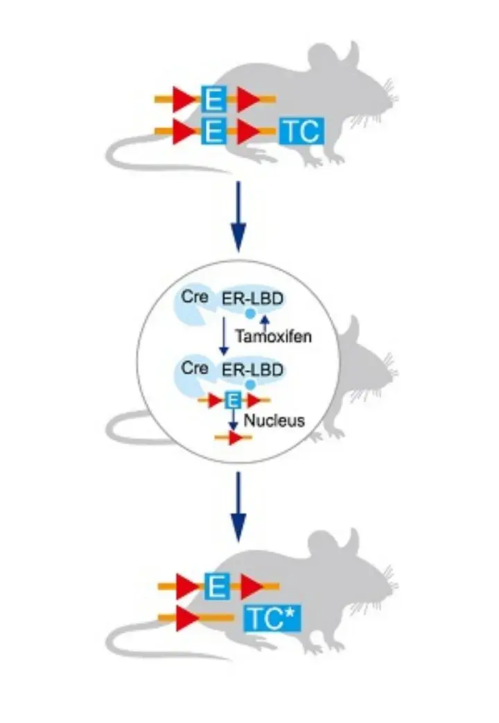 小布解读 | 关于重组酶的一切，你想知道的都在这了丨Cre-loxP系统 - 知乎