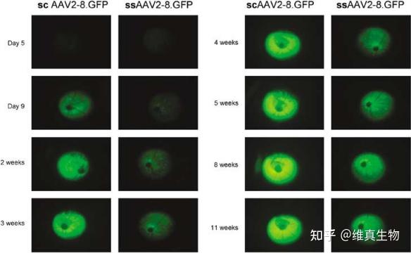 AAV在眼睛中的靶向传递策略 - 知乎