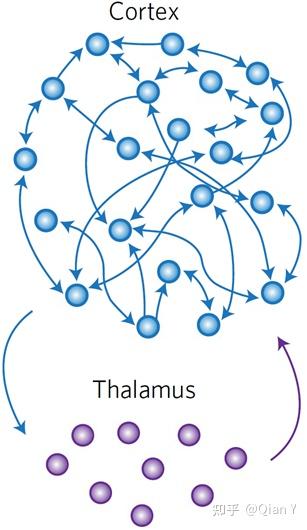 丘脑(Thalamus)之门 - 知乎