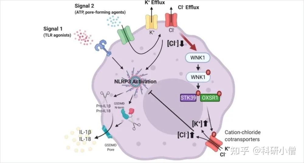 什么？WNK竟然也与细胞焦亡相关？ - 知乎