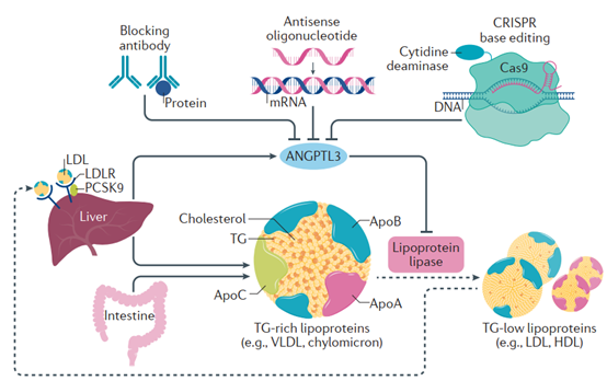 新一代降脂药物靶点-ANGPTLs - 知乎