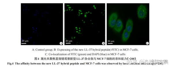 新型LL-37杂合肽对乳腺癌MCF-7细胞的抗肿瘤活性的研究 - 知乎
