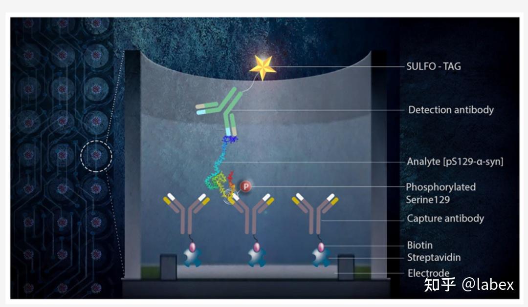 神经重磅标志物开发：磷酸化Ser129 α-突触核蛋白 - 知乎