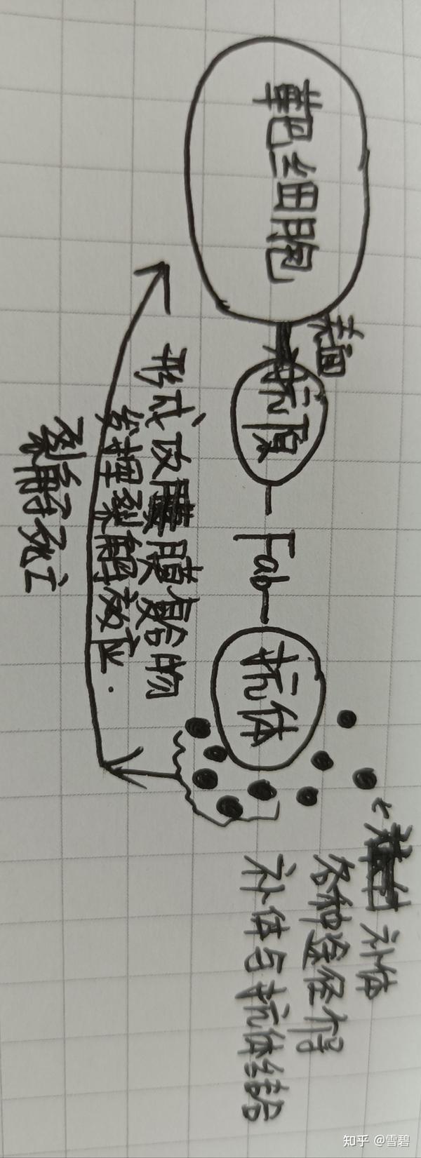 ADCC ADCP CDC 效应及区别 - 知乎