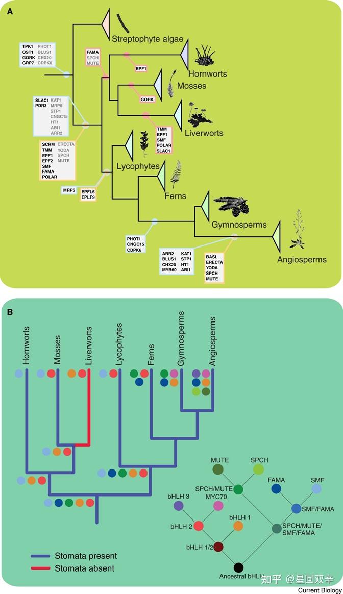 植物专题（三）：上帝开的一面窗——气孔的畅想（二：气孔的演化） - 知乎