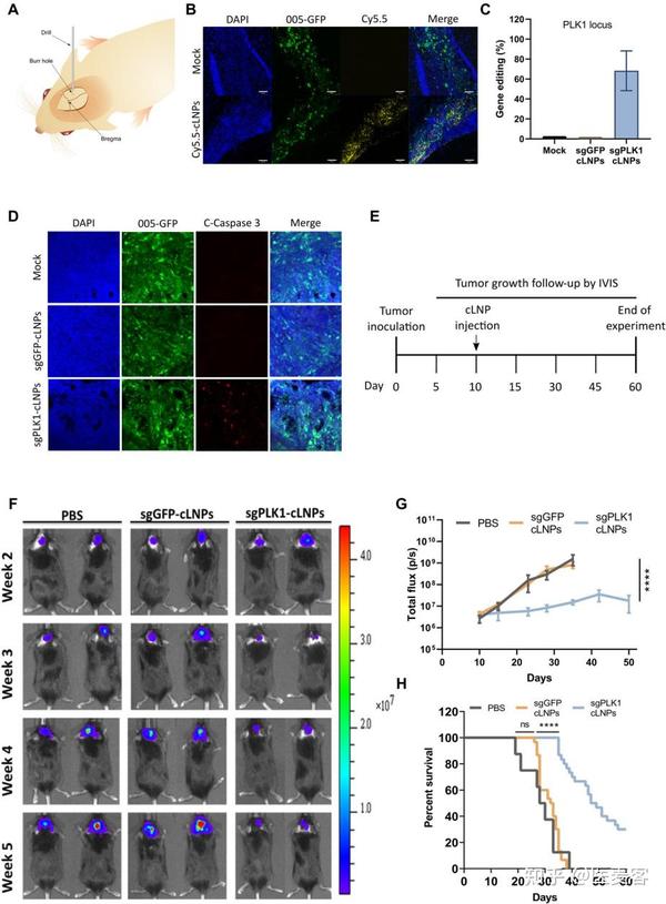 LNP递送CRISPR-mRNA在体基因编辑的最新应用盘点 - 知乎