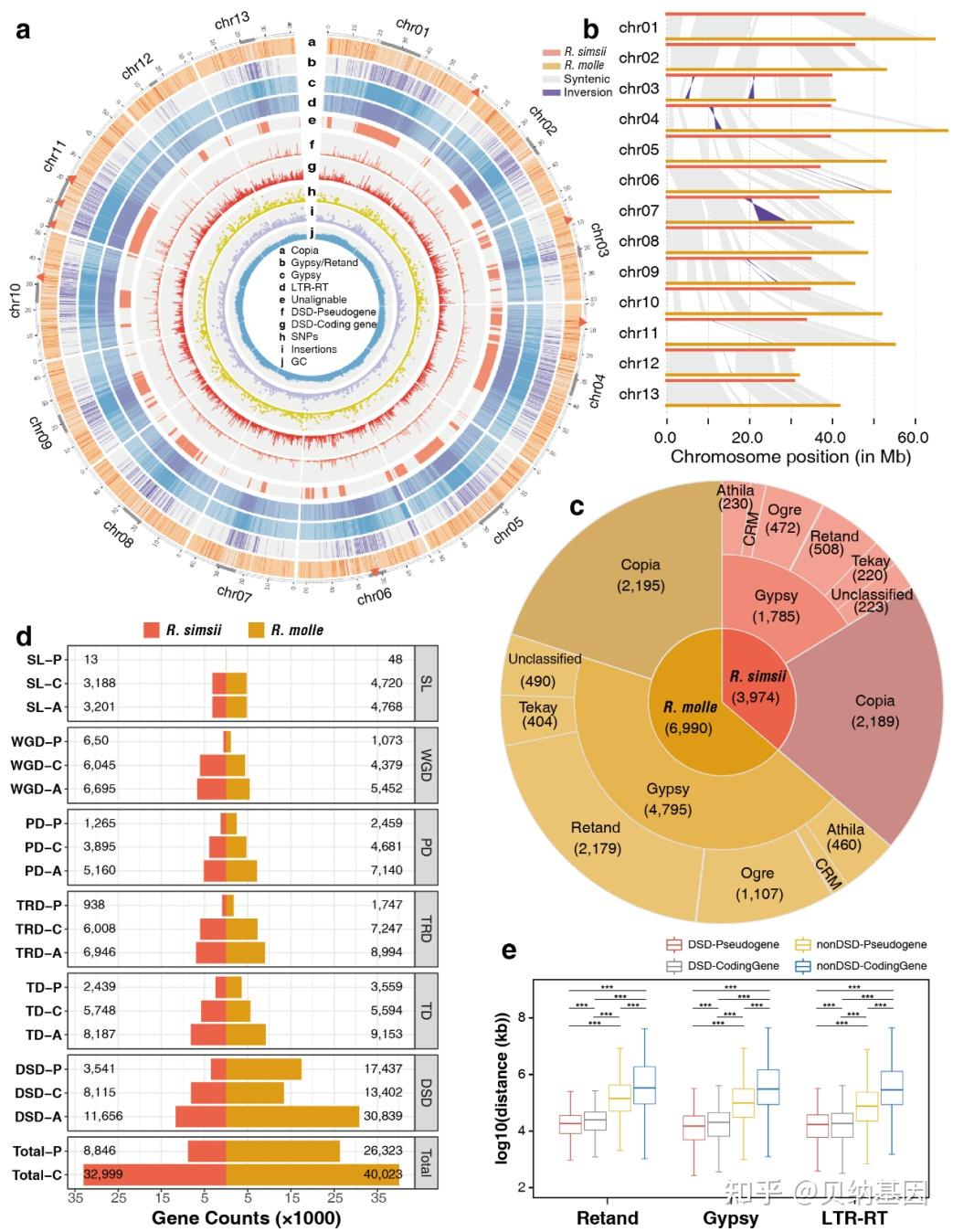 文献解读 | 园艺学顶刊Horticulture Research发表杜鹃gapless基因组及花色差异的多组学研究成果 - 知乎