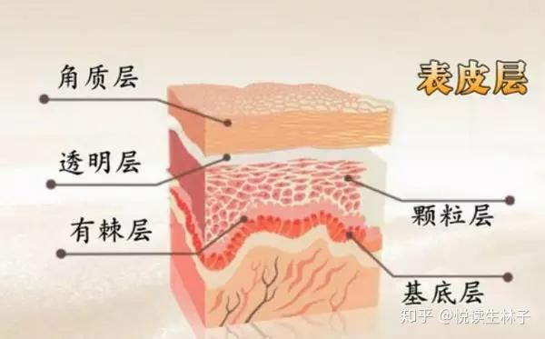 医美卫生丨皮肤结构之表皮层③透明层④颗粒层⑤棘层⑥基底层 知乎 4648