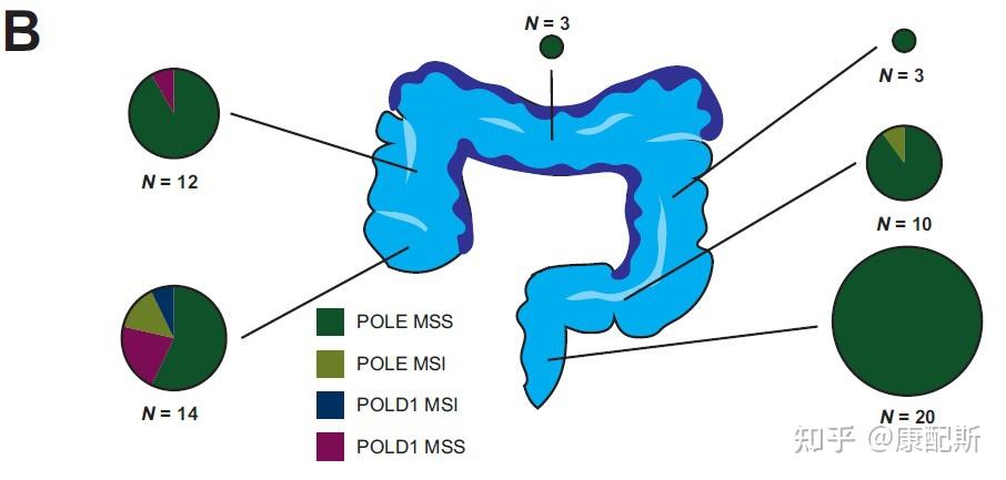 前沿 | POLE/POLD1突变，全新的肠癌免疫治疗指导标志物 - 知乎