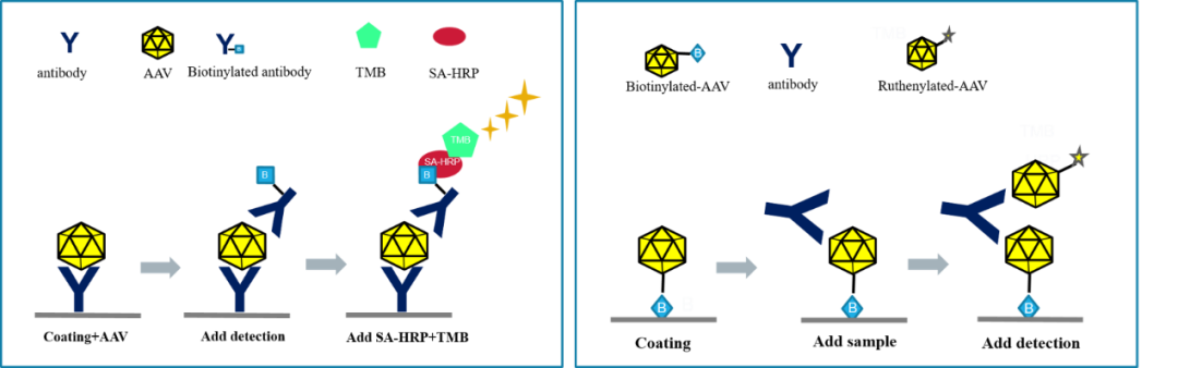 生物分析 | 基因治疗看AAV大展宏图 - 知乎