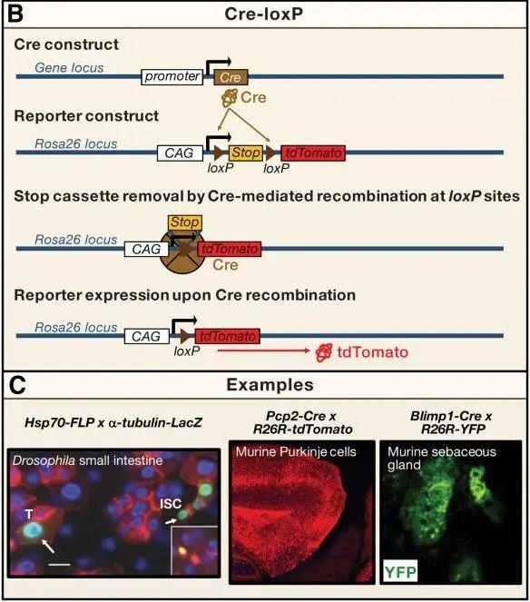 小鼠的遗传谱系追踪玩法，你搞懂了吗？ - 知乎