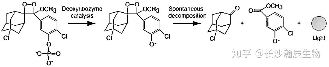 地高辛标记探针技术 - 知乎