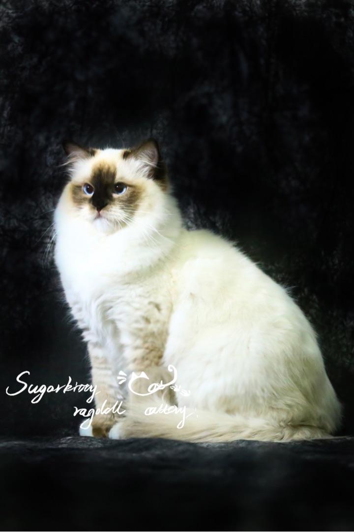 SugarKitty布偶猫舍：您的圣诞礼物已到，请注意查收哦(⁎⁍̴̛ᴗ⁍̴̛⁎) - 知乎