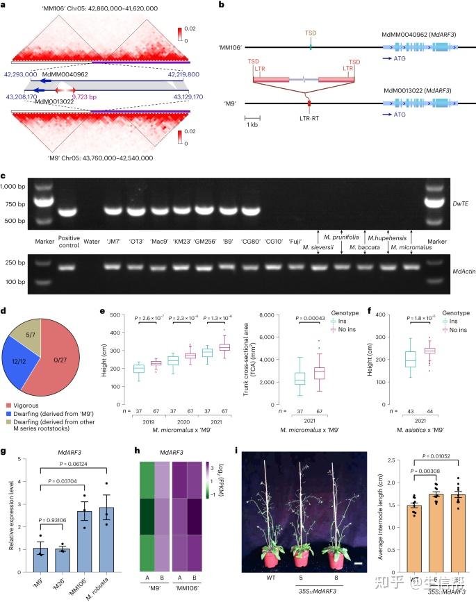 NG-3个苹果T2T基因组发布 - 知乎