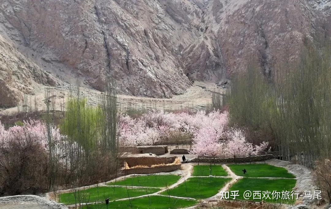 新疆杏花这么美，最全赏花攻略看这篇就足够了！ - 知乎