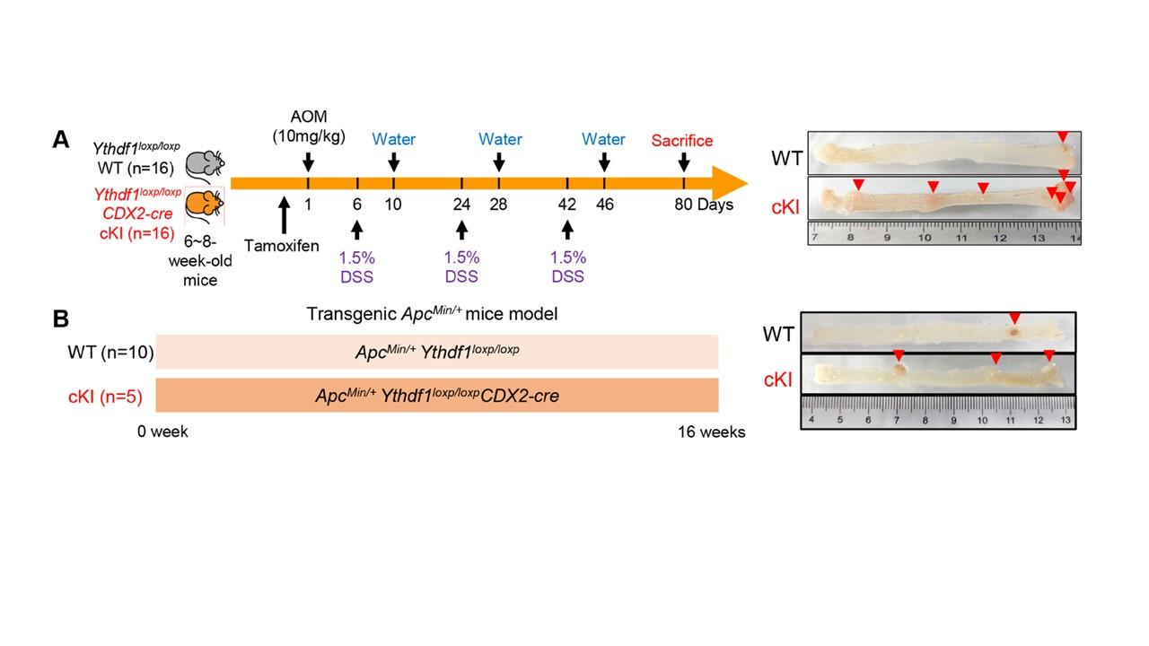 一文读懂——确定目的基因为致癌基因可以做哪些实验 - 知乎