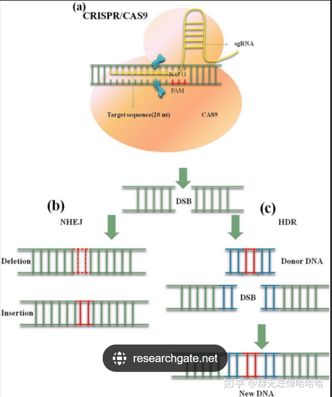 CRISPR-Cas9靶向敲入insertion /knock in - 知乎