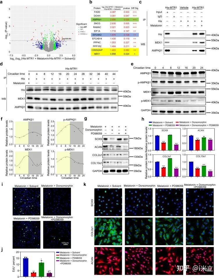 IF: 12.4|聚焦最新热点-昼夜节律：AMPKβ1激活剂有望临床治疗软骨内骨化畸形 - 知乎
