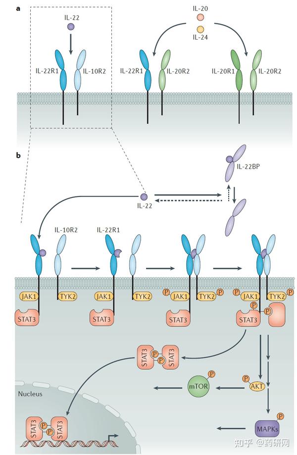 靶点梳理：白细胞介素-22 (IL-22) - 知乎