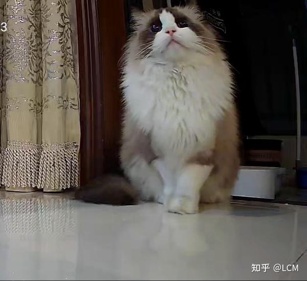 猫咪乱尿还能要吗? 知乎
