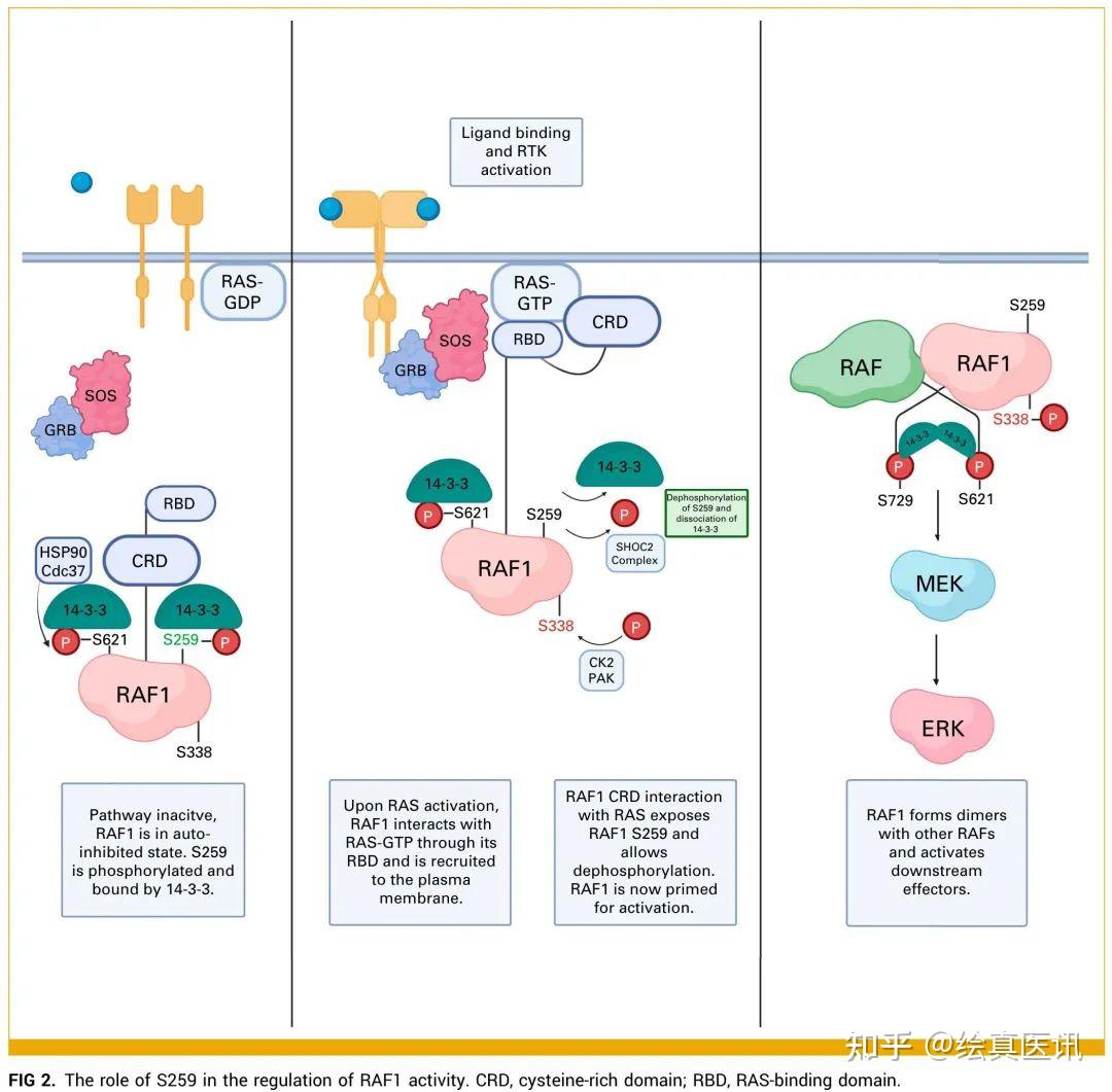 晚期黏液纤维肉瘤从多线用药进展到完全缓解，基因检测找对“救命药” - 知乎