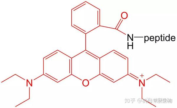 荧光标记肽(AMC、FAM、FITC)的原理 - 知乎