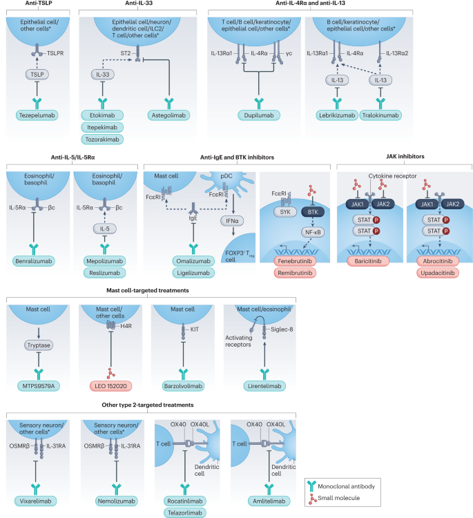 【Nature Reviews】II 型自身免疫疾病的发病机制及临床研发现状 - 知乎
