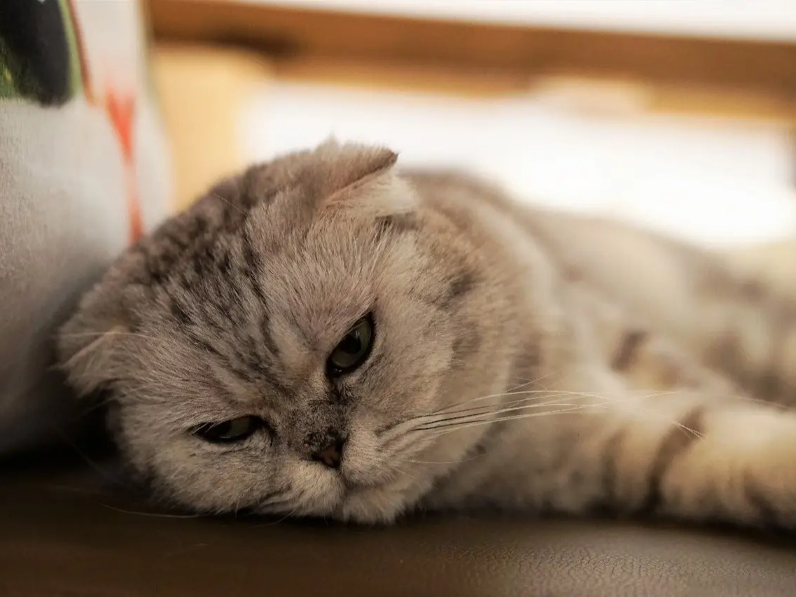 猫咪没有食欲整天趴着的8个异常表现