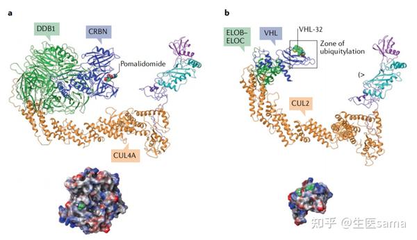Nature PROTAC综述 - 知乎