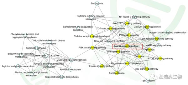 MAPK通路(ko04010)专题解析（上） - 知乎