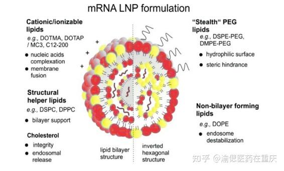 DLin-MC3-DMA:肝脏靶向siRNA/LNP系统的“标准”脂质材料/脂质纳米颗粒（LNP）的基本组成 - 知乎