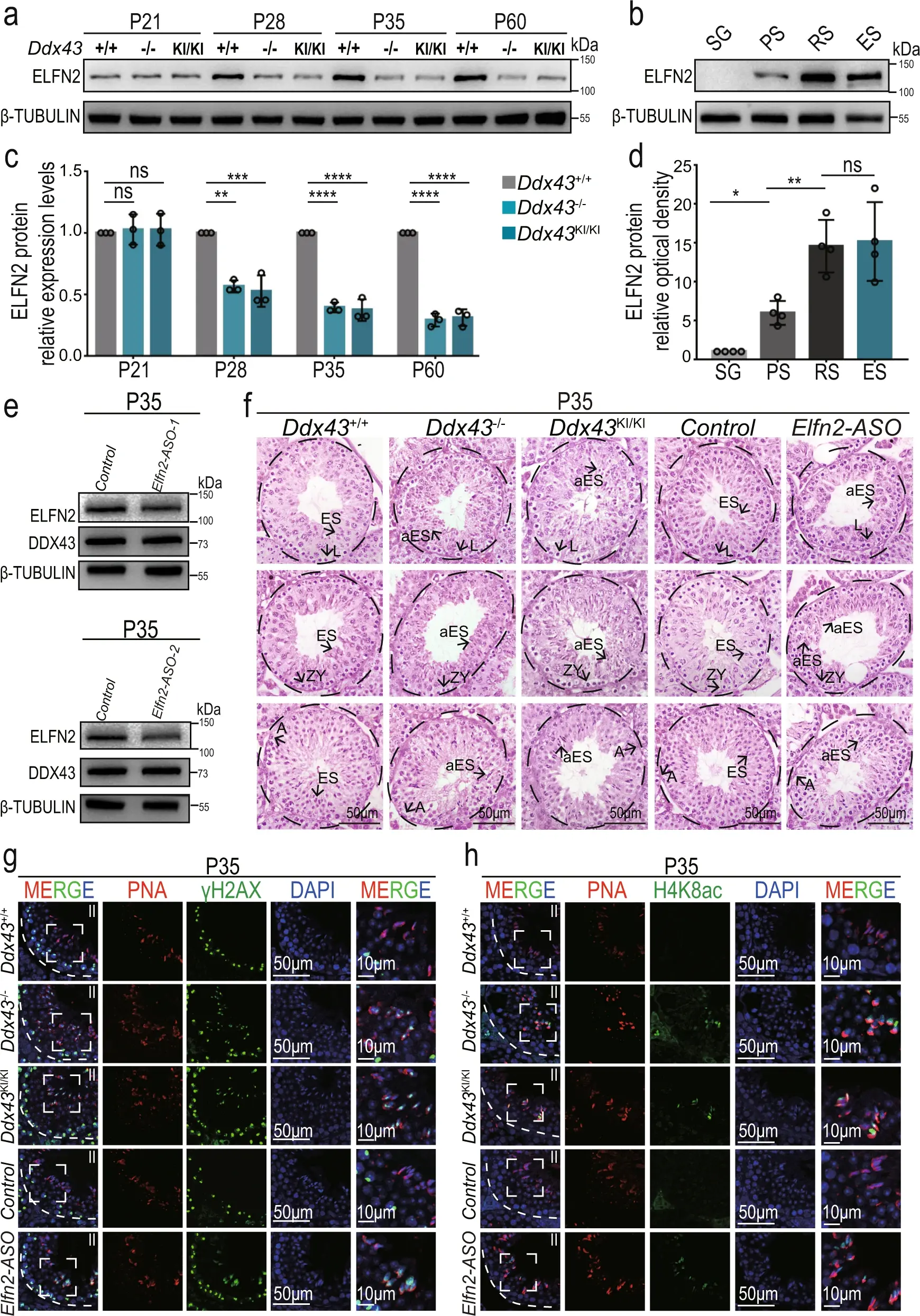 文献解读 | 单细胞测序+CLIP-seq技术强强联合，研究RNA结合蛋白的分子机制 - 知乎