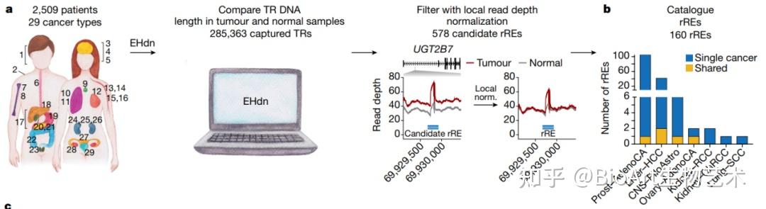 Nature | 人类癌基因组中的循环重复扩增 - 知乎