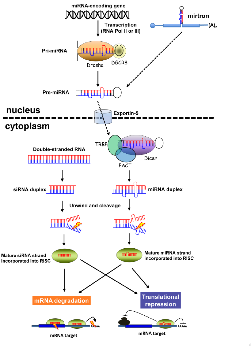 miRNA过表达及干扰载体设计与实验 - 知乎