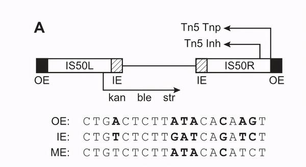 干货 | CUT&Tag核心酶Hyperactive PA/PG-Tn5 Transposase大解密 - 知乎