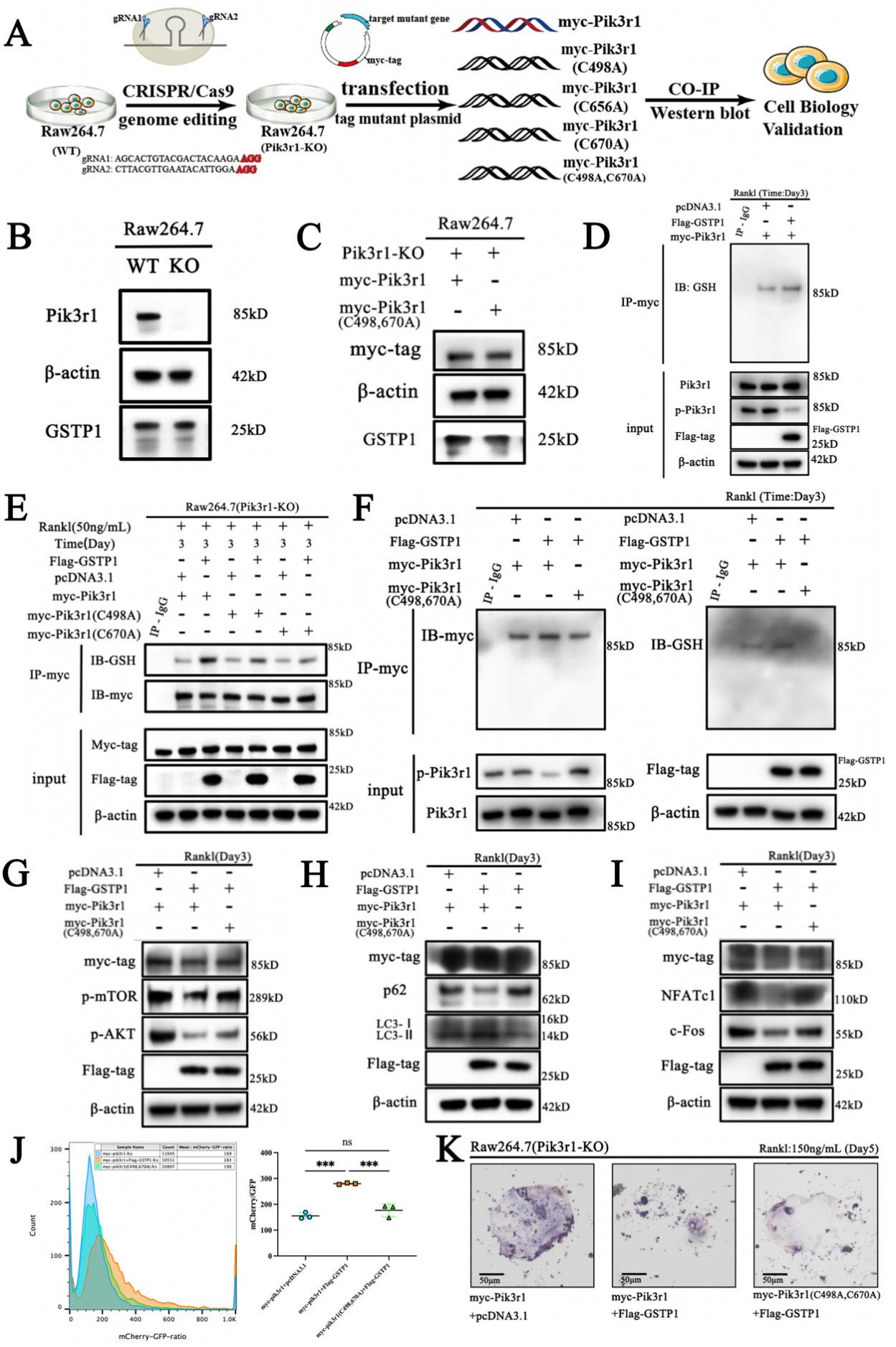GSTP1介导的Pik3r1的S-谷胱甘肽化调控破骨细胞形成 - 知乎