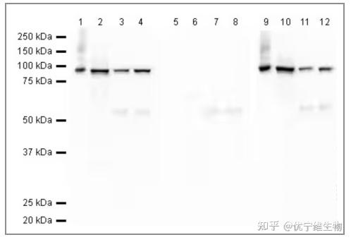 【小优细节君】c-Fos的WB怎么做？ - 知乎