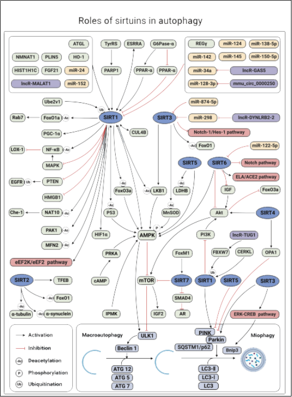 SIRT和AMPK靶点通路知识讲解 - 知乎