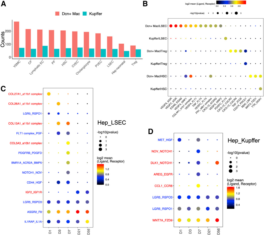 Dev Cell | 单细胞转录组学对出生后肝脏发育和成熟的时序性分析 - 知乎