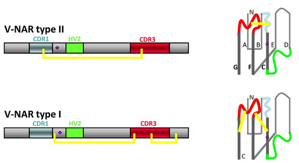 IgNAR 抗体特征 - 知乎