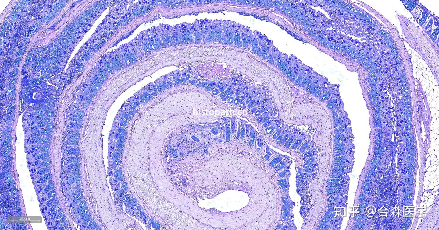 AB-PAS染色步骤及结果分析 - 知乎
