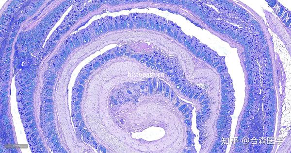 AB-PAS染色步骤及结果分析 - 知乎