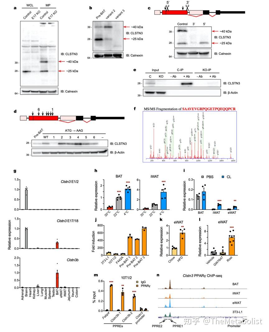代谢学人——Nature：CLSTN3β--让脂滴成为“蜂巢” - 知乎