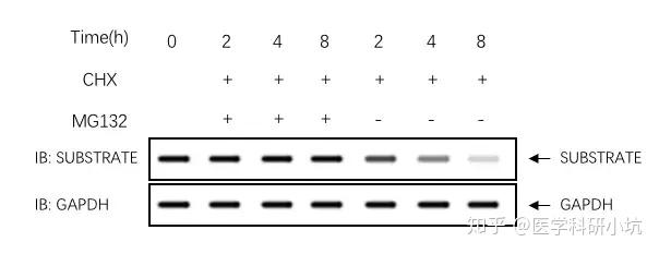 蛋白质经泛素-蛋白酶体降解研究基本思路（图文详解） - 知乎