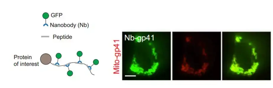 Cell 新技术 | SunTag之后又来MoonTag，点亮单分子mRNA翻译过程 - 知乎
