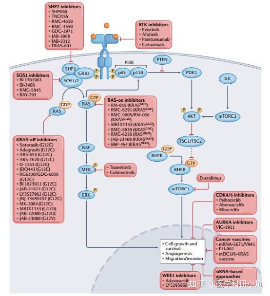 Nat Rev Clin Oncol: RAS靶向癌症治疗的现状和未来趋势 - 知乎