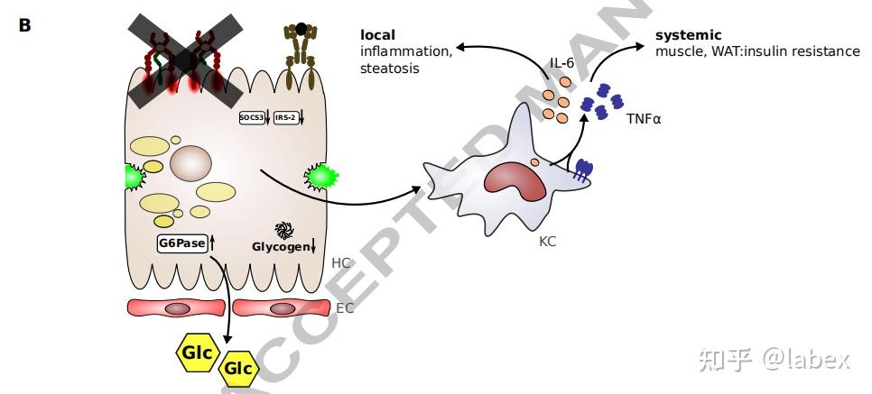 炎性多因子检测之白介素细胞6(IL-6) - 知乎