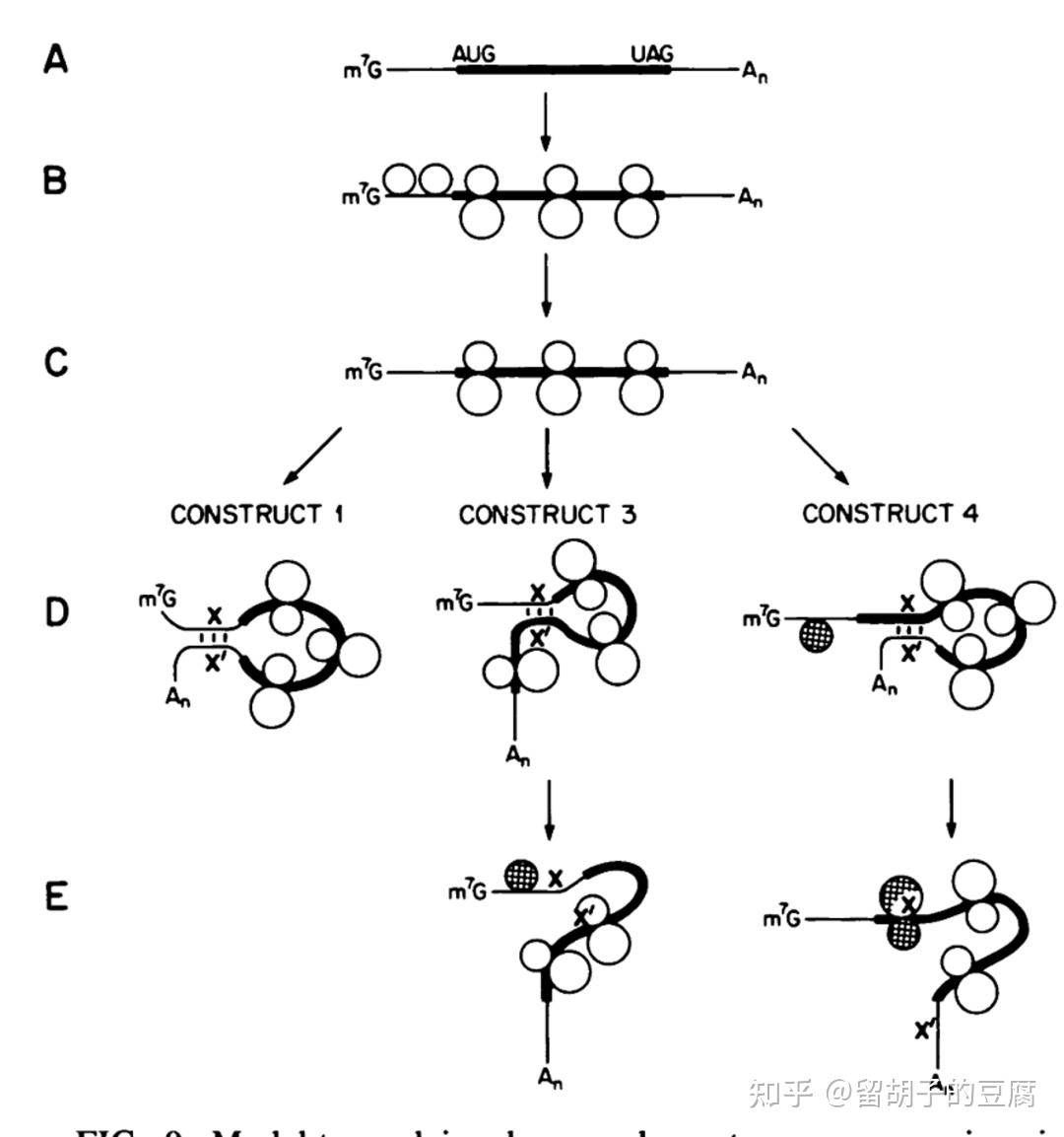 改变5'UTR结构，控制翻译效率 - 知乎